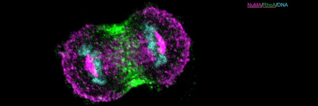 Protein Complexes Assemble At The Cell Membrane In A Polarised Manner